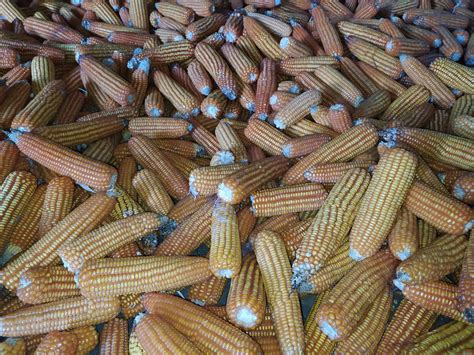 ပင်းတယမြို့နယ်တွင် အစေ့ထုတ်ပြောင်းစိုက် တောင်သူများ ဈေးကောင်းရရန် မျှော