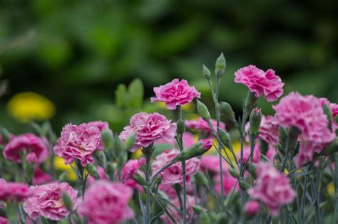 Carnation Flowers In Garden At Eva Timmins Blog