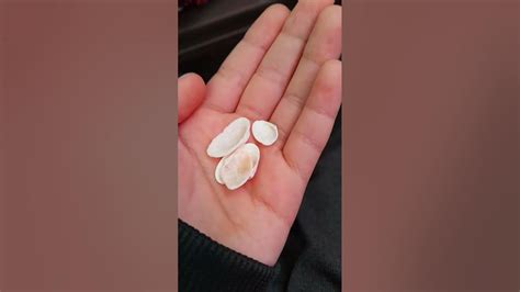 예쁜 조개 Youtube