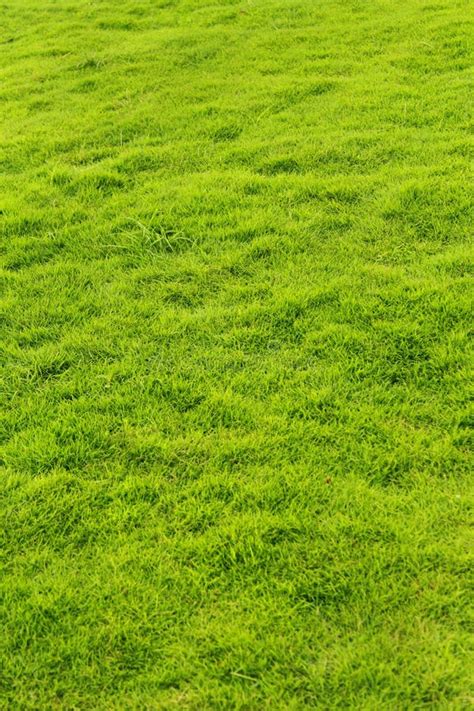 A Vertical Frame Of Green Grass Meadow Stock Image Image Of Dawn