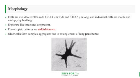 Rhodobacterium And Methanobacteriumpptx