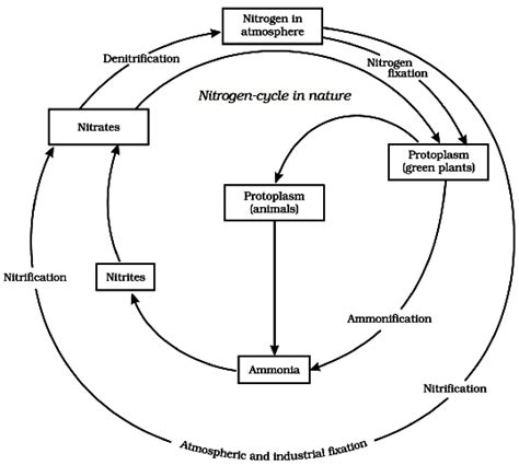 Nitrogen Cycle Class 9 Natural Resources