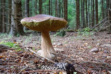Fondo Sopp I Skogen Natur Skog Sopp Foto E Imagen Para Descarga Gratuita Pngtree