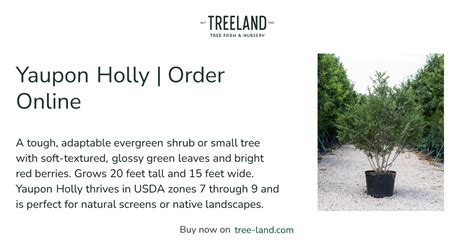 Yaupon Holly Order Online Treeland Nursery