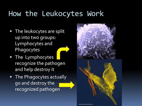 Ppt Immune System Powerpoint Presentation Free Download Id 2140110