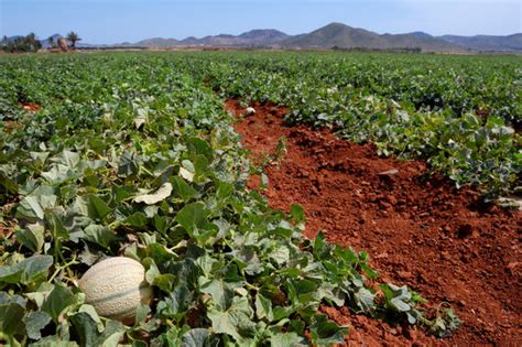 Cantaloupe Field