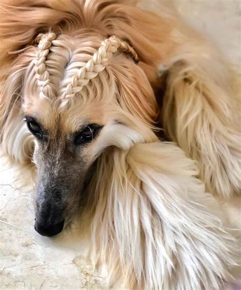 15 Interesting Hairstyles For Afghan Hounds