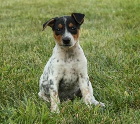 7 Best Images About Blue Heeler Mix On Pinterest Sweety Pie Pop Art