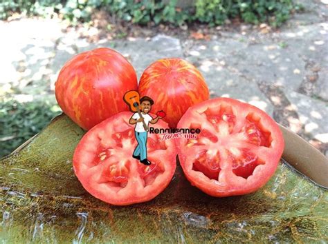 Pixie Striped Dwarf Tomato Seeds For Sale At Renaissance Farms