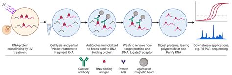 Immunoprecipitation