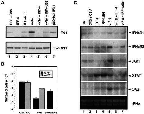 Modulation Of The Expression Of Genes Of The Ifn Transduction Pathway