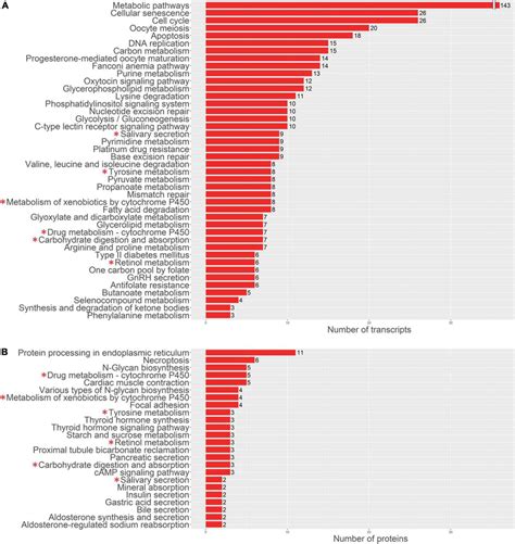 Pathway Enrichment Analysis Of Upregulated Genes Involved In Osteogenic