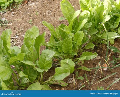 Organisk Och Naturlig Sockerbeta Arkivfoto Bild Av Brocaded Gina 84511970