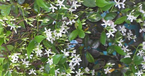 Voces Simiente Alfredo Zitarrosa