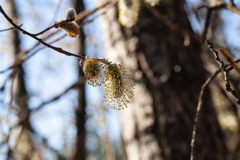 Springtime And The Case Of Phenological Mismatch — A Life Of Adventures