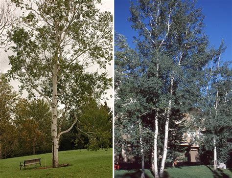 Populus Tremuloides Landscape Plants Oregon State University