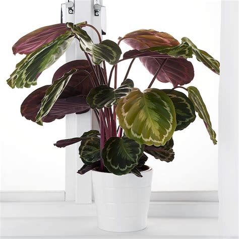 Calathea Potted Plant Calatheaassorted 19 Cm Ikea Uk