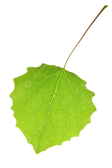 Aspen Leaf Isolated On White Photo Background And Picture For Free