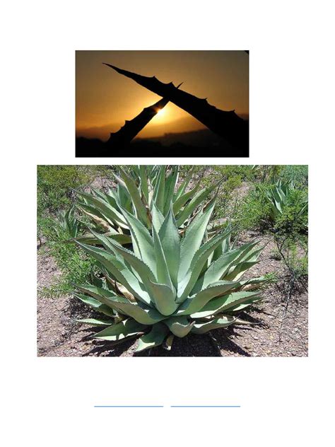 Magia Del Maguey Y Sus Elementales Pdf