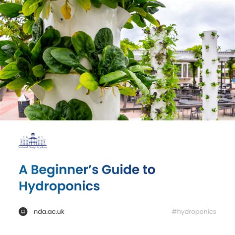A Beginners Guide To Hydroponics National Design Academy