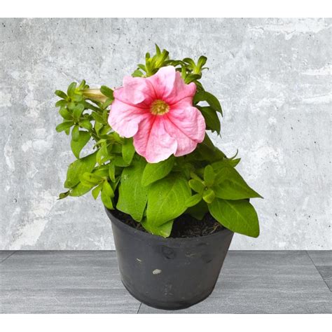 Planta Pertunia Rosada