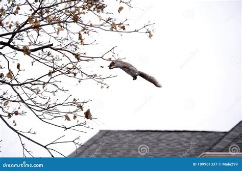 Squirrel Leaps To Tree Branches Stock Image Image Of Animal Hunger
