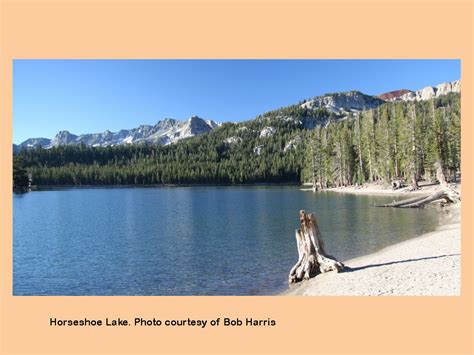 Mammoth Lakes Plenty Of Fish To Be Happy