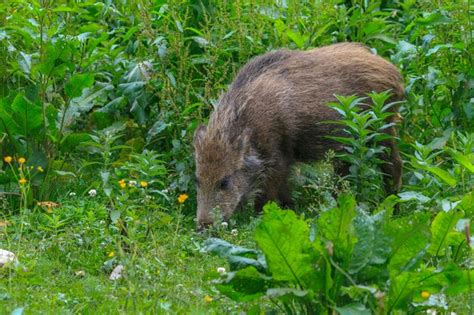 Premium Photo Close Up Of Lizard Eating Plant