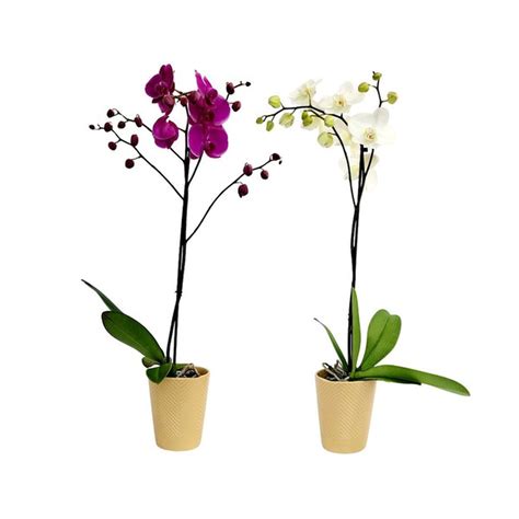 Landscape Basics Assorted Phalaenopsis Orchid Indoor Plant In Upgrade