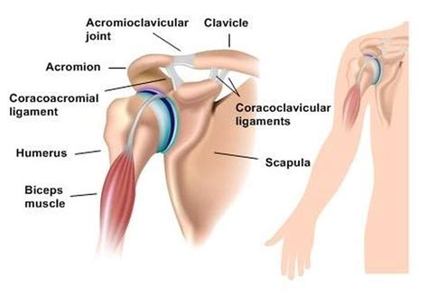 Pictures Of Acromioclavicular Joint Healthiack