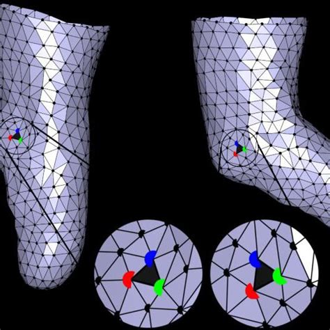 The Triangulated Marker Surfaces For A Limb In The A Extended And B Download Scientific