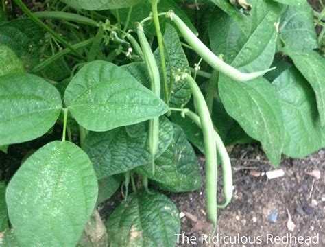 End Of July Garden Update The Ridiculous Redhead End Of July Garden Update The Ridiculous Redhead