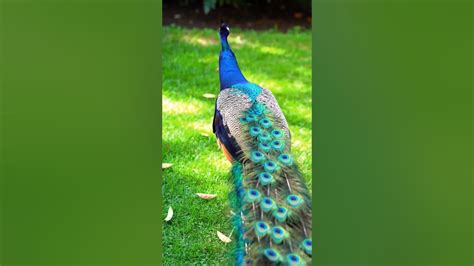 Walking Peocock In Forest National Bird ☺️ So Satisfying Youtube