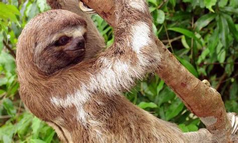Amazon Rainforest Wildlife Our Guide To 21 Species Exodus