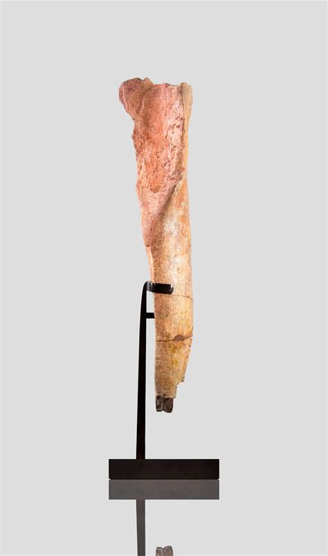 Fossil Spinosaurus Dinosaur Tibia 2 7ft