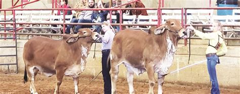 Eustaces Milner Lawson Take Champion Titles At Buckle Bash Winter