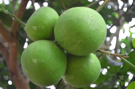 柚子挂在树上