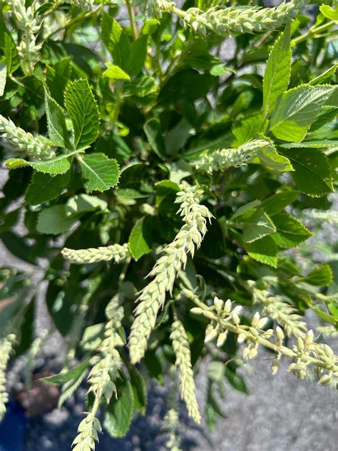 Clethra Alnifolia Summer Sparkler Einstein Clethre A Feuille D