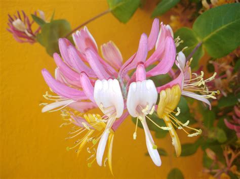 Honeysuckle Flower Yard Free Photo On Pixabay Pixabay