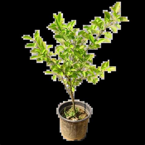 Buy Lemon Tree Nimboo Plant Online Fresh And Healthy