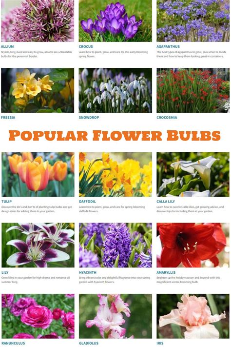 Popular Flower Bulbs For Your Garden