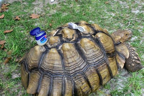 Is There Fungus Among Us Turtle And Tortoise Fungal Infection Or Shell