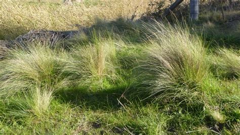 Battle To Get Rid Of The Weed Serrated Tussock From Tasmania Abc Listen