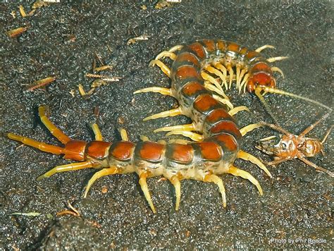 Centipede