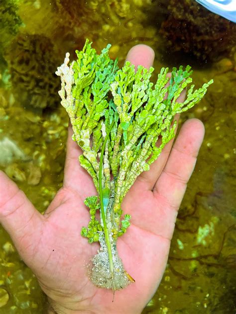 Halimeda Rooted Macro Algae For Sale