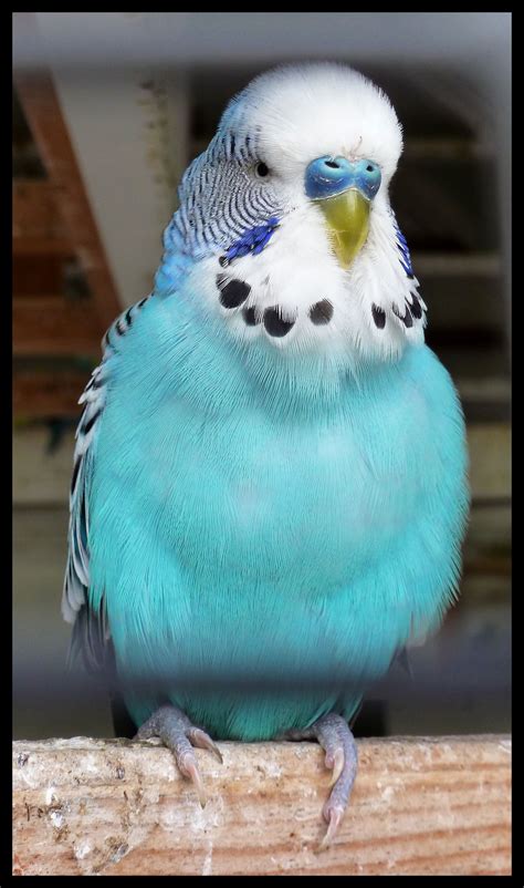 How To Teach Your Parakeet To Talk A Step By Step Guide Artofit