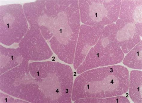 Microbiology Lecture 2 Organs Tissues Immune Cell Trafficking Flashcards Quizlet