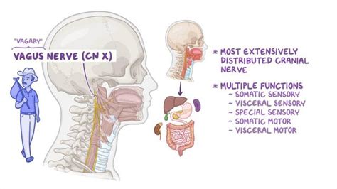 Video Anatomy Of The Trigeminal Nerve Cn V Osmosis