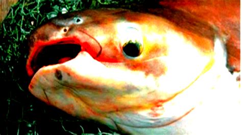 Fesh Blank Template Imgflip