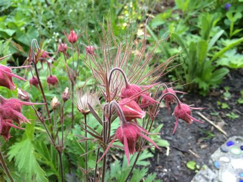 Favorite Spring Pollinator Plants Chicago Living Corridors